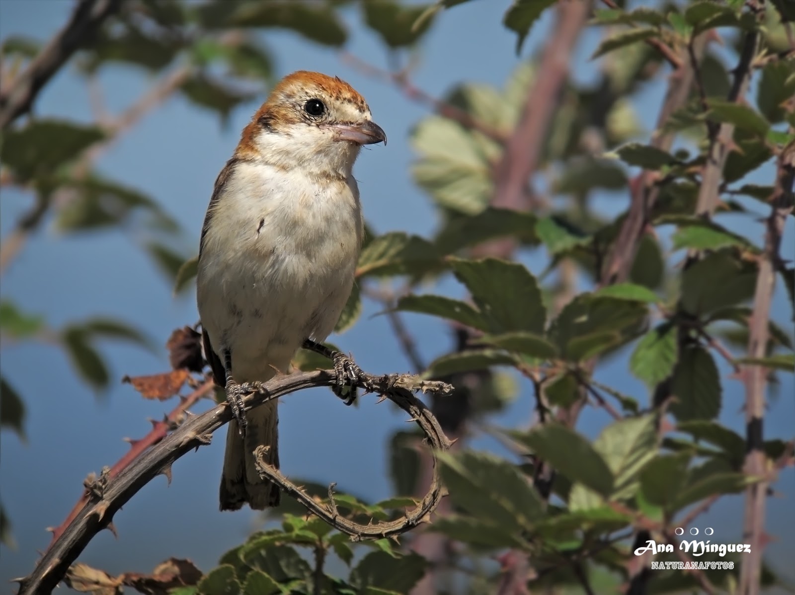 NATURANAFOTOS: Alcaudón común/ Woodchat shrike