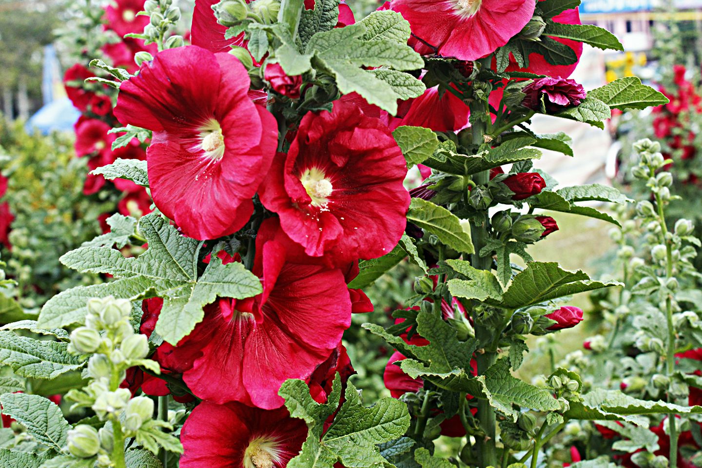 Dịch thuật: Tử Chi (Tể tướng Trung Quốc)