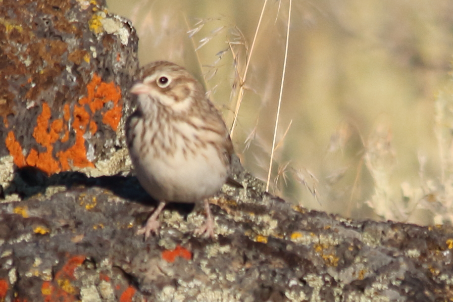 Out and About Oregon Birds