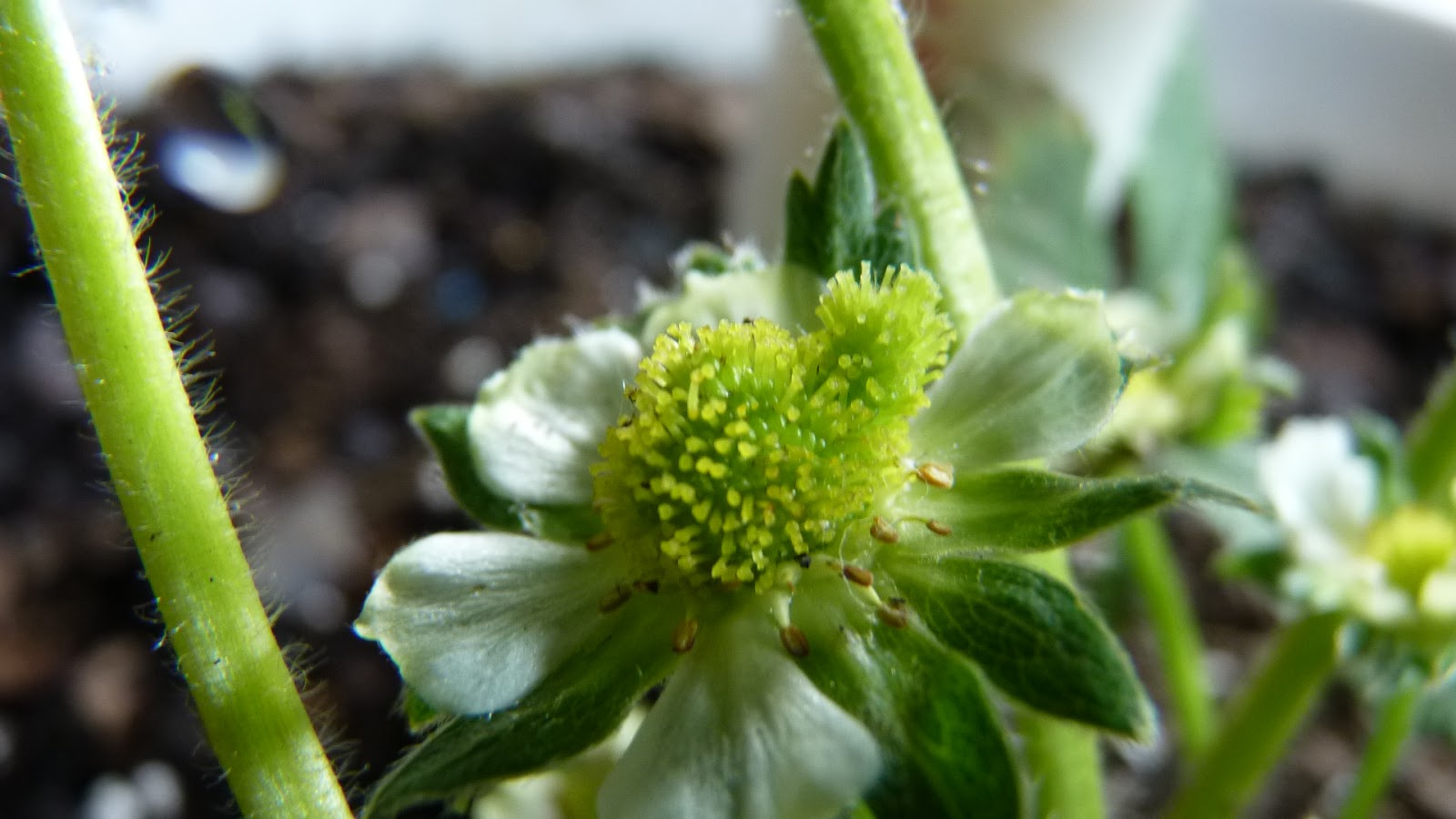 Edible and Elegant Urban Gardening : Hand Pollinating Indoor ...