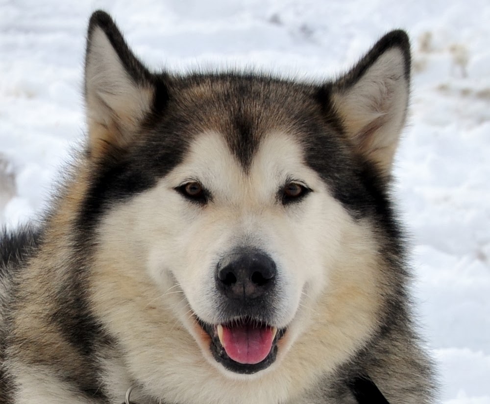 PERROS DE RAZA: MALAMUTE DE ALASKA