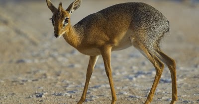 Qoraa Abshir Jama : Magacyada Lab iyo dhedig lix kamid ah ugaadha