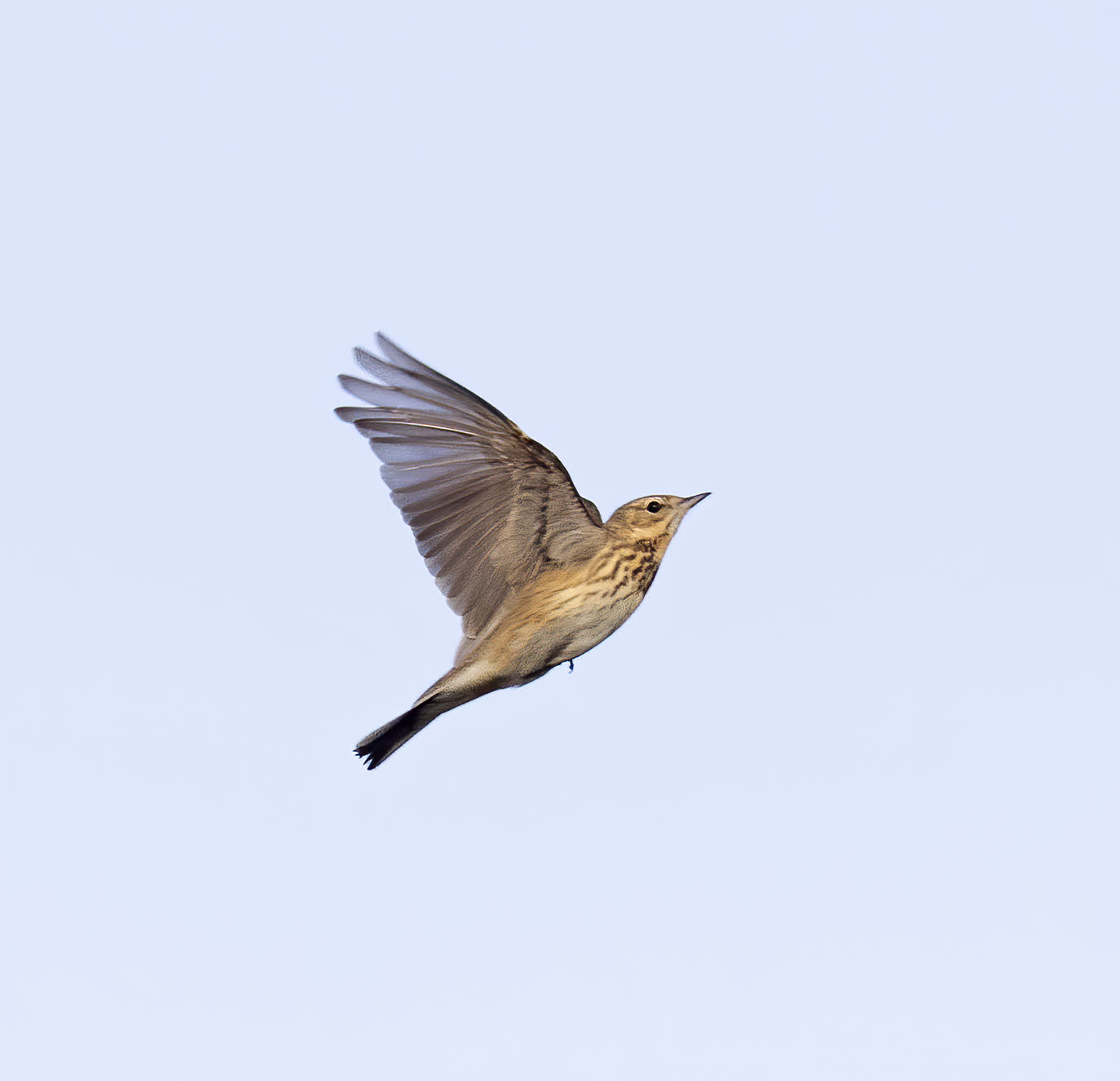 pewit: Tree Pipit