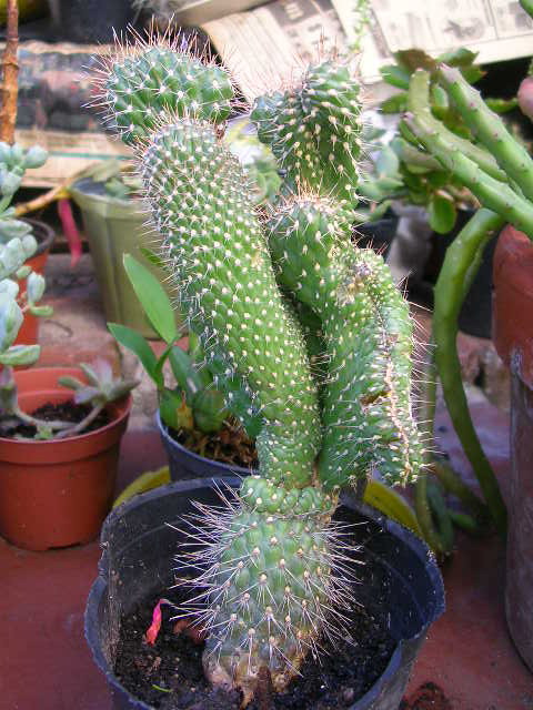 Terra Nostra: CHOYA - Cylindropuntia fulgida