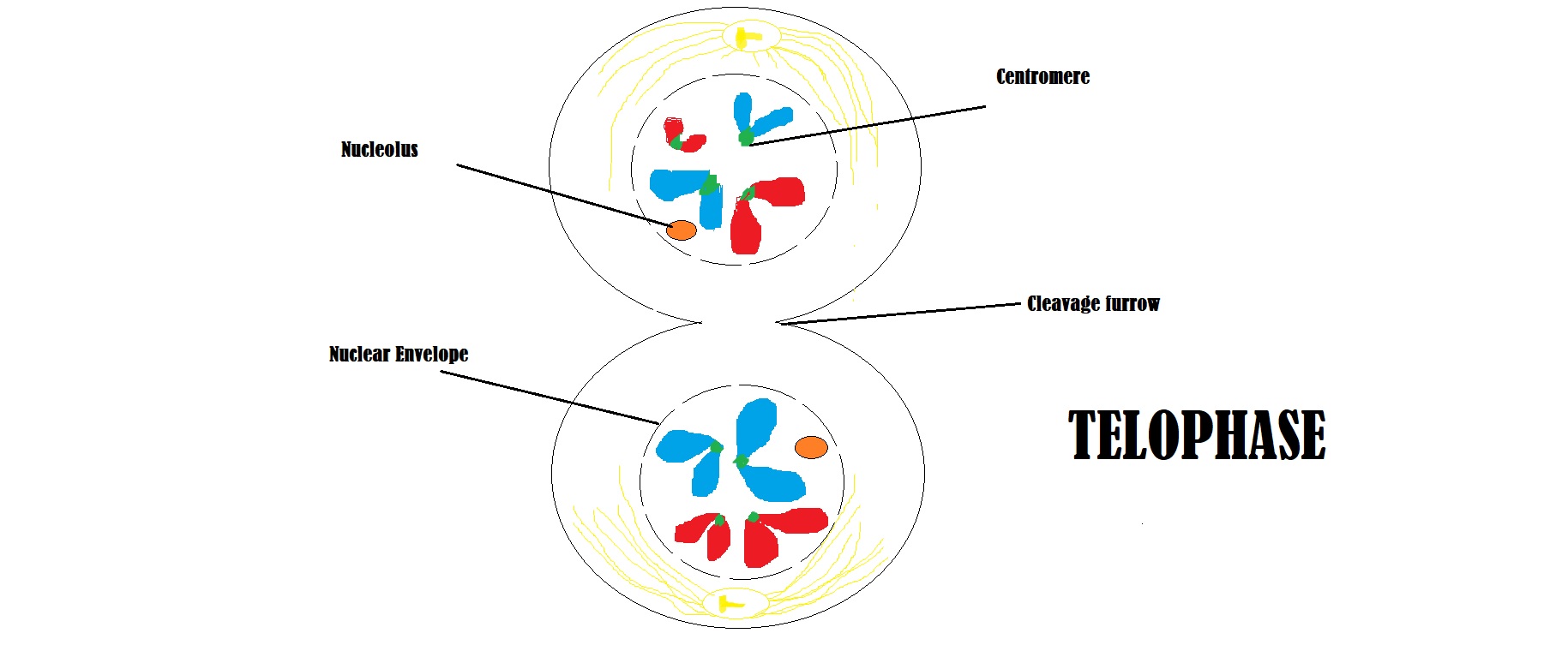 Cell Cycle and cell division