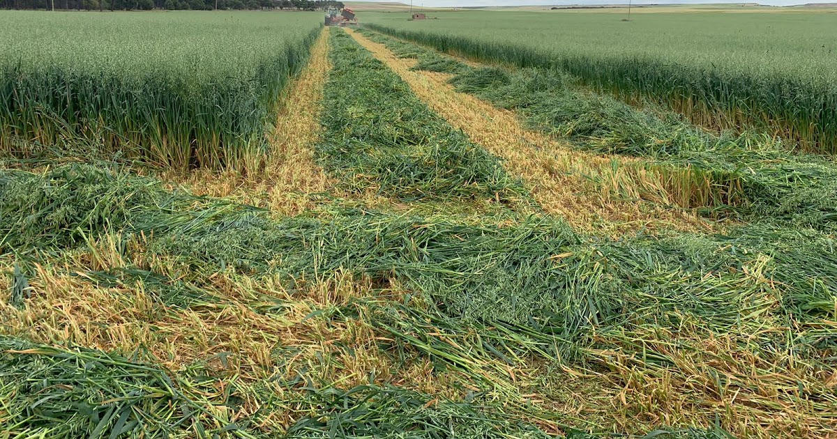 Forrajes ecológicos : VENTA DE FORRAJE ECOLÓGICO AVENA, ALFALFA Y VEZA ...