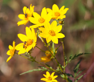 Walking Arizona: Fall Flowers
