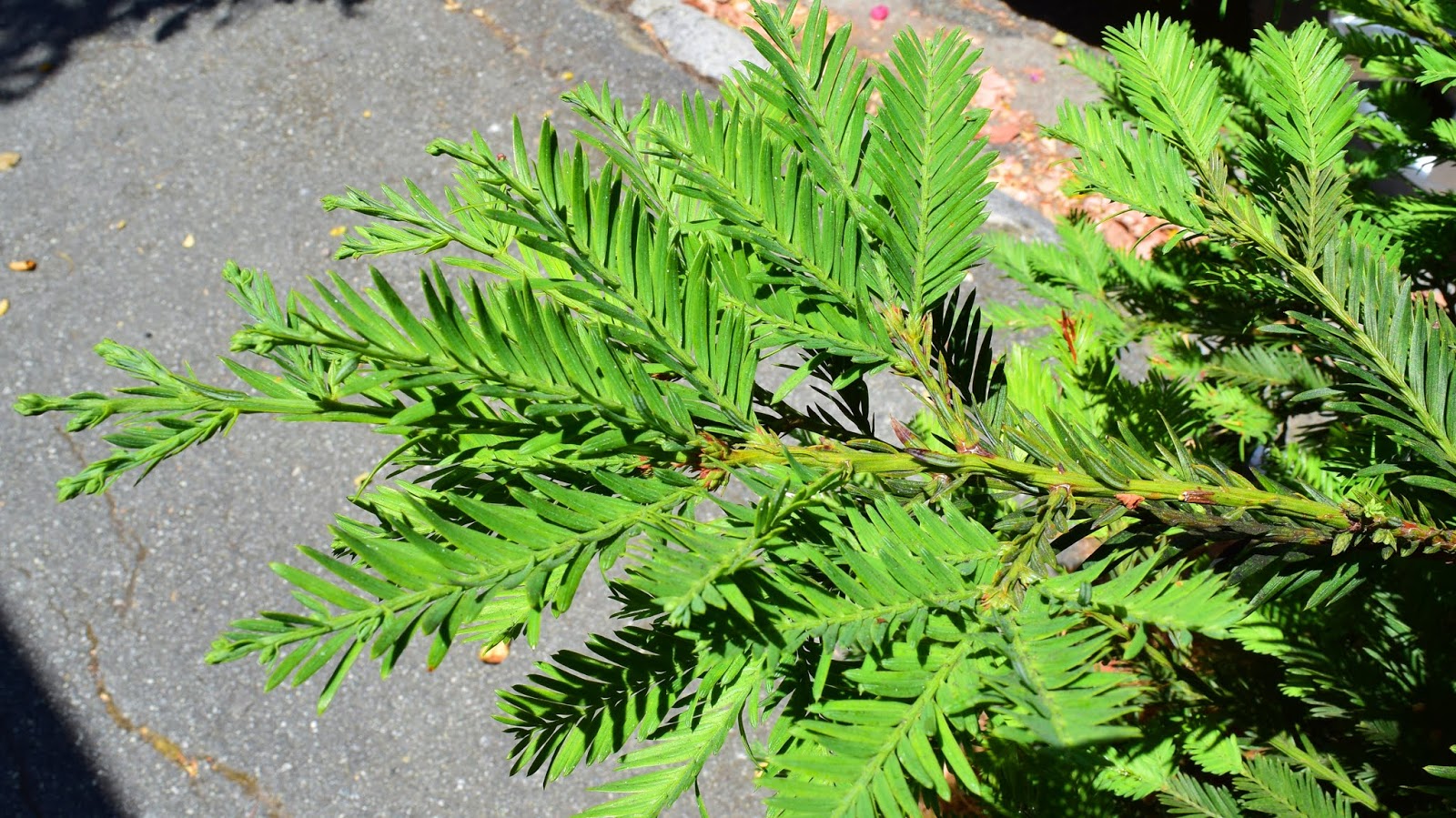 Friends of the Carmel Forest Tree Tour with Dr. Matt Ritter - June 2018