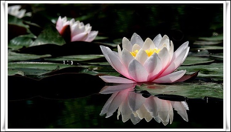 La Flor de Loto - - Las Revelaciones del Tarot