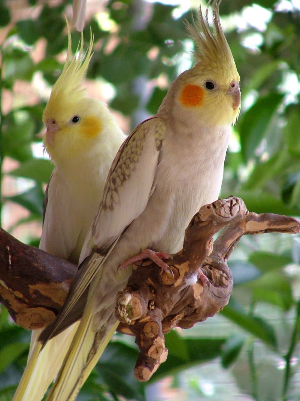 Animal facts: Cockatiel