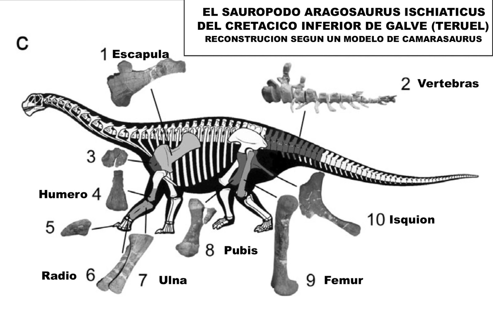 Mi Geoblog: Geologia y más: PRIMER RESTO DE DINOSAURIO EN EL CRETACICO ...