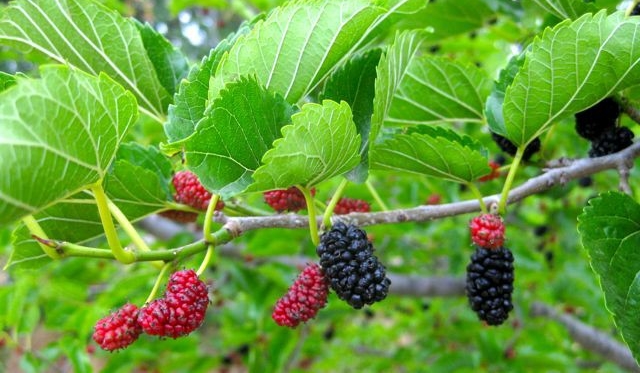 Plantas cultiváveis: Amoreira