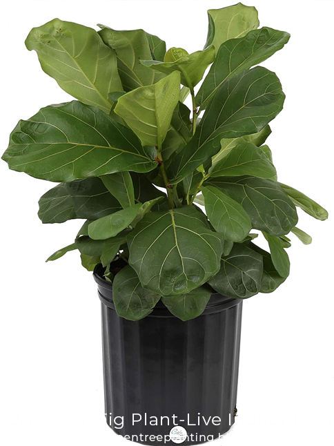 Evergreen Tree planting: Fiddle Leaf Plant-Costa Farms Ficus Lyrata ...