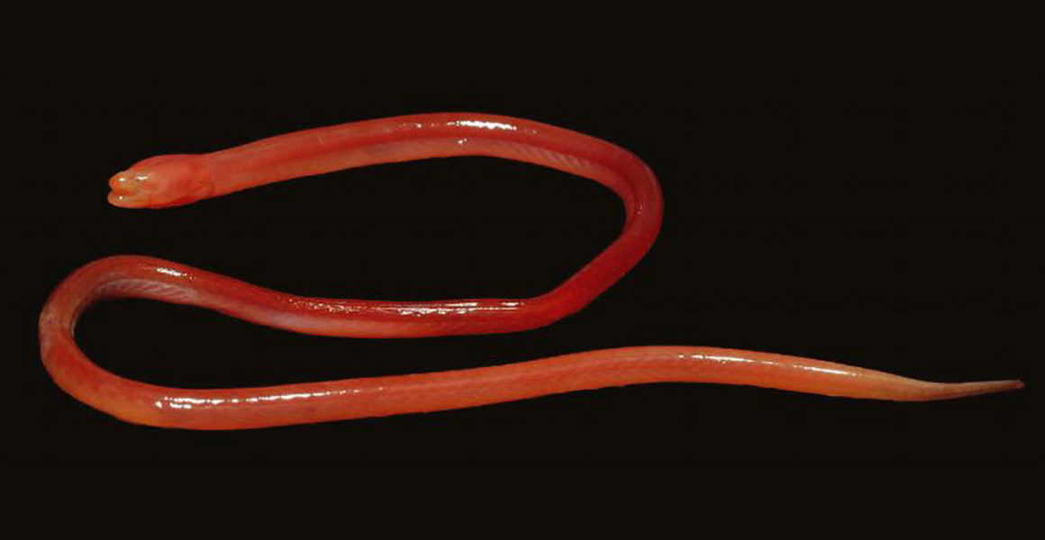 Species New to Science: [Ichthyology • 2018] Monopterus rongsaw • A New ...