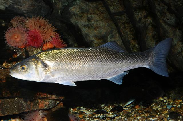 Peces y plantas ornamentales: Dicentrarchus Labrax - Lubina