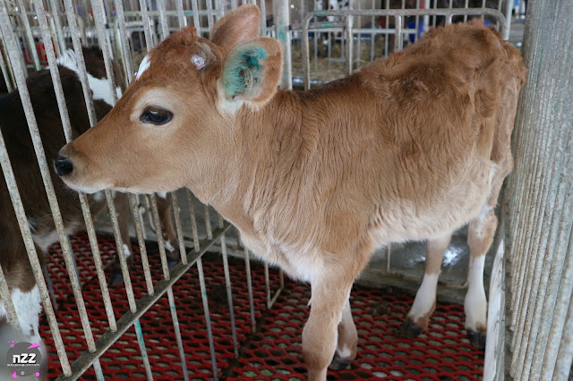 Melawat Ladang Susu Lembu Farm Fresh di Holstein Milk Company