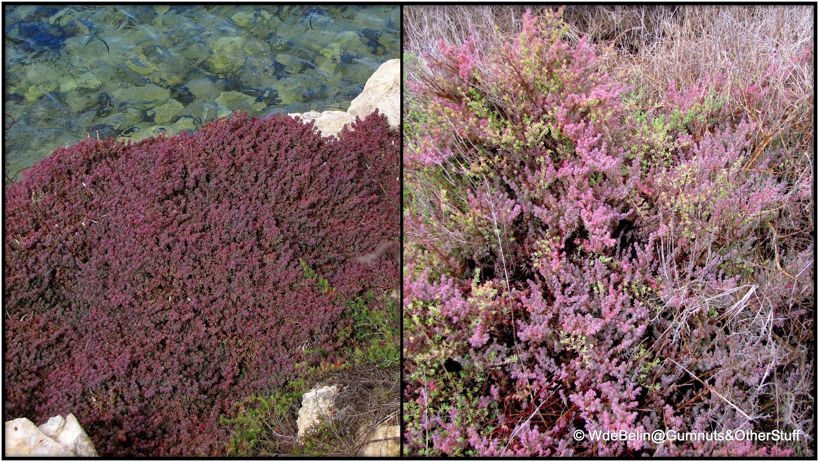 Flora Friday in Oz: Kangaroo Island in May