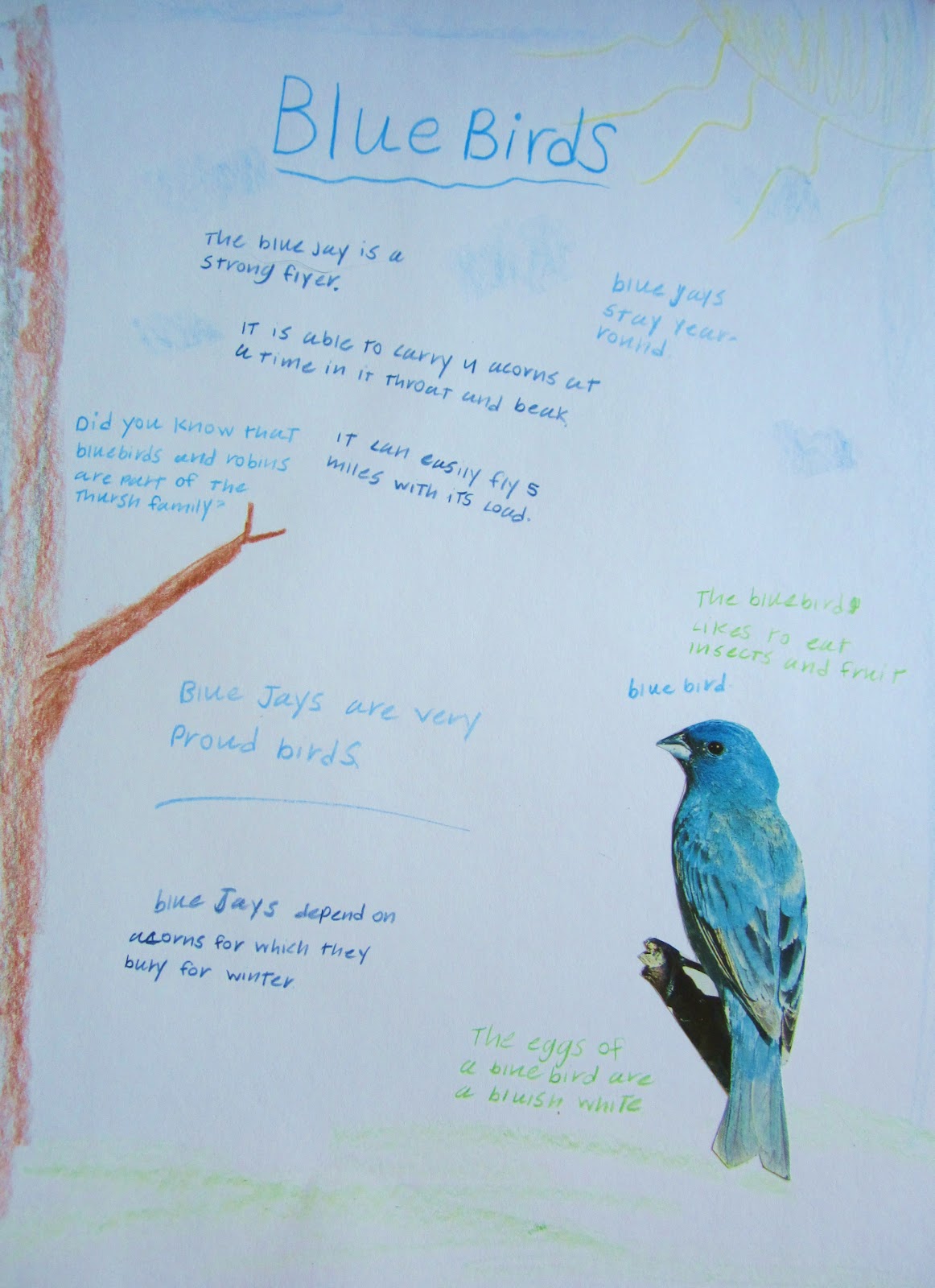 Harvest Moon by Hand: Blue Jays and Bluebirds - Outdoor Hour Challenge