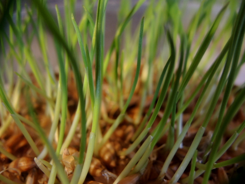 In Joy Emporium: Sprouting my Wild Oats!