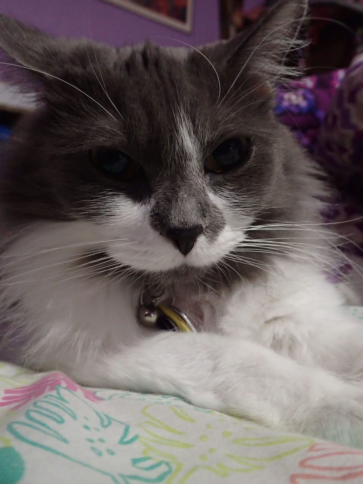 Lone Star Cats: Caw-shush-ly Optimistic