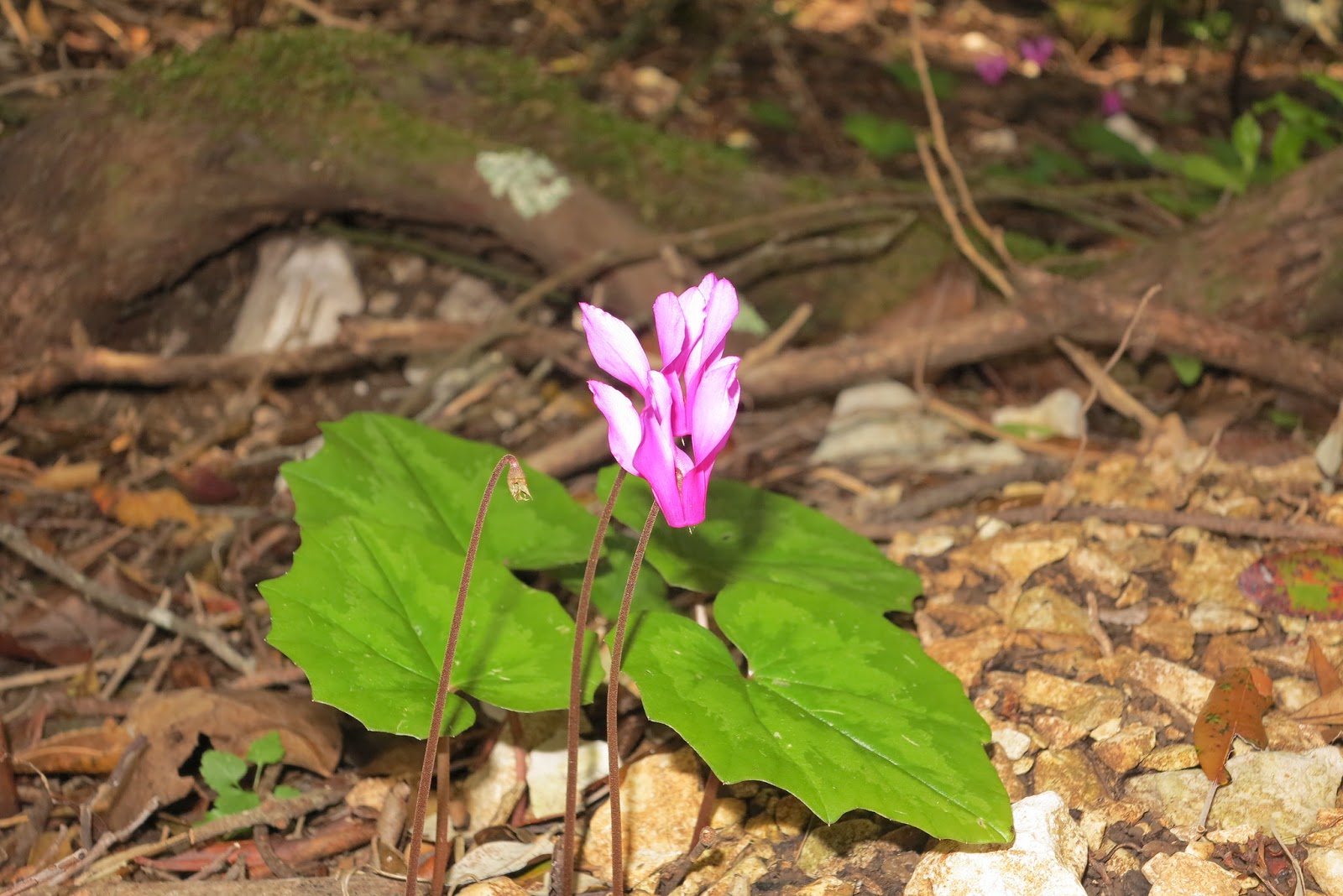 Cyclamen repandum - Spring sowbread | Travaldo's blog