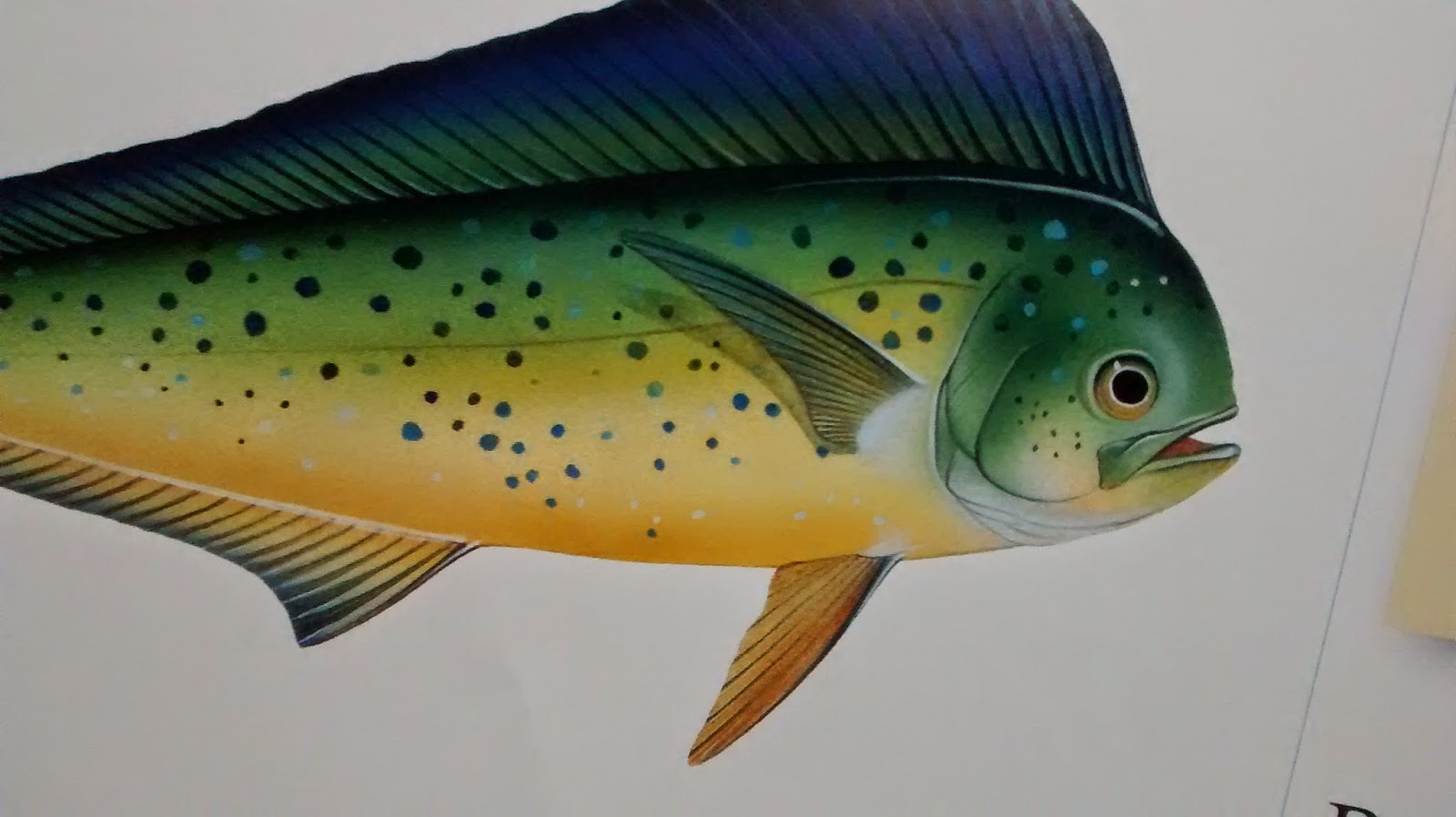 Javier y la naturaleza : Llampuga