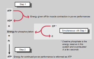 Fat Kid to Super Strong: Effects of Acute exercise on the body part I