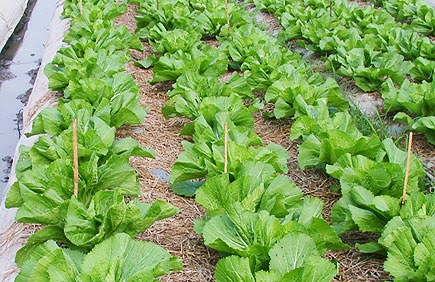 Quy trình kỹ thuật trồng rau