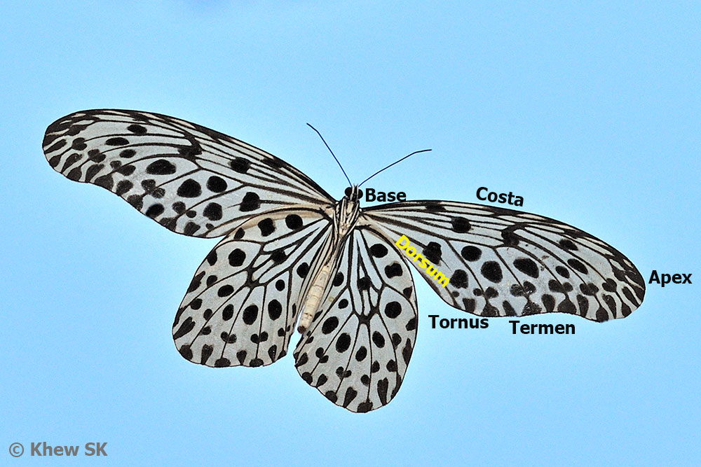 Butterfly Proboscis Diagram