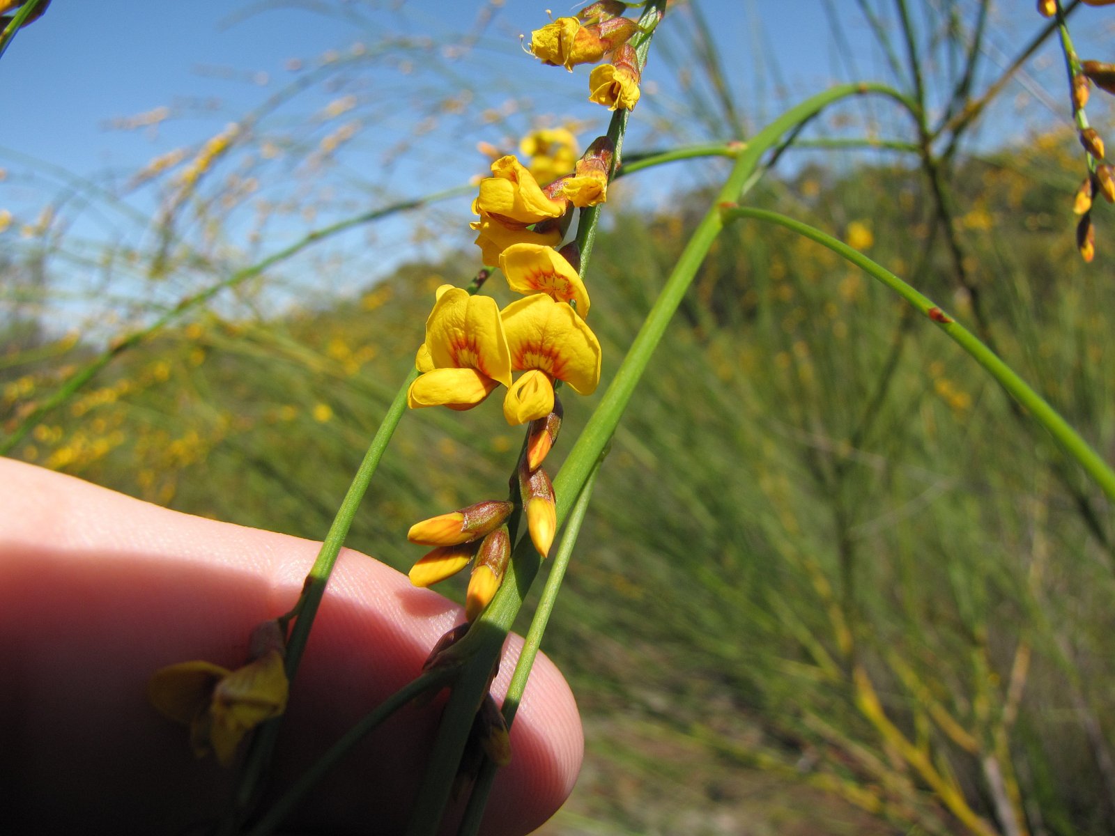 Sydney's Wildflowers and Native Plants: Viminaria juncea - Native Broom ...