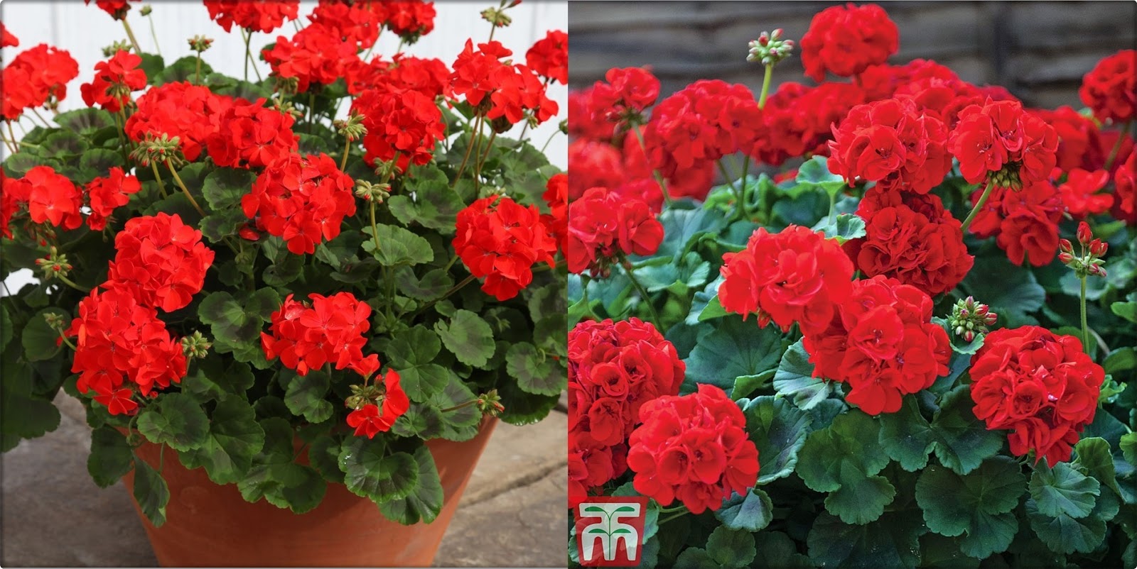 How to grow and care Geranium Flowers