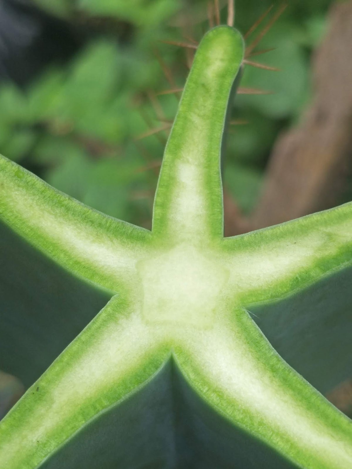 Secrets To Growing Cactus And Succulents: October 2019 Graft Update ...