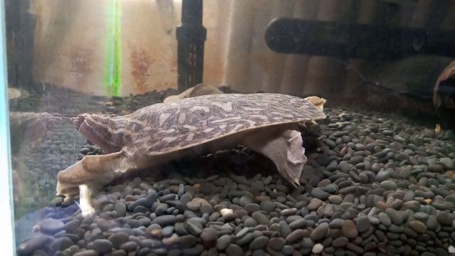 Cara Budidaya Labi Labi Dengan Pakan Alami Untuk Pemula - cara ...