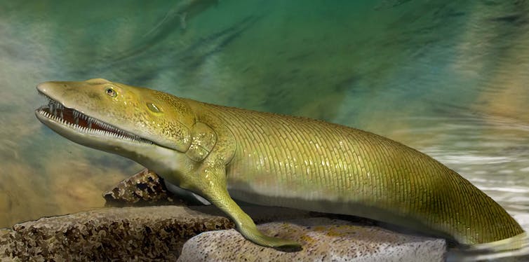 Con los pies sobre la tierra: el origen de los cuadrúpedos.
