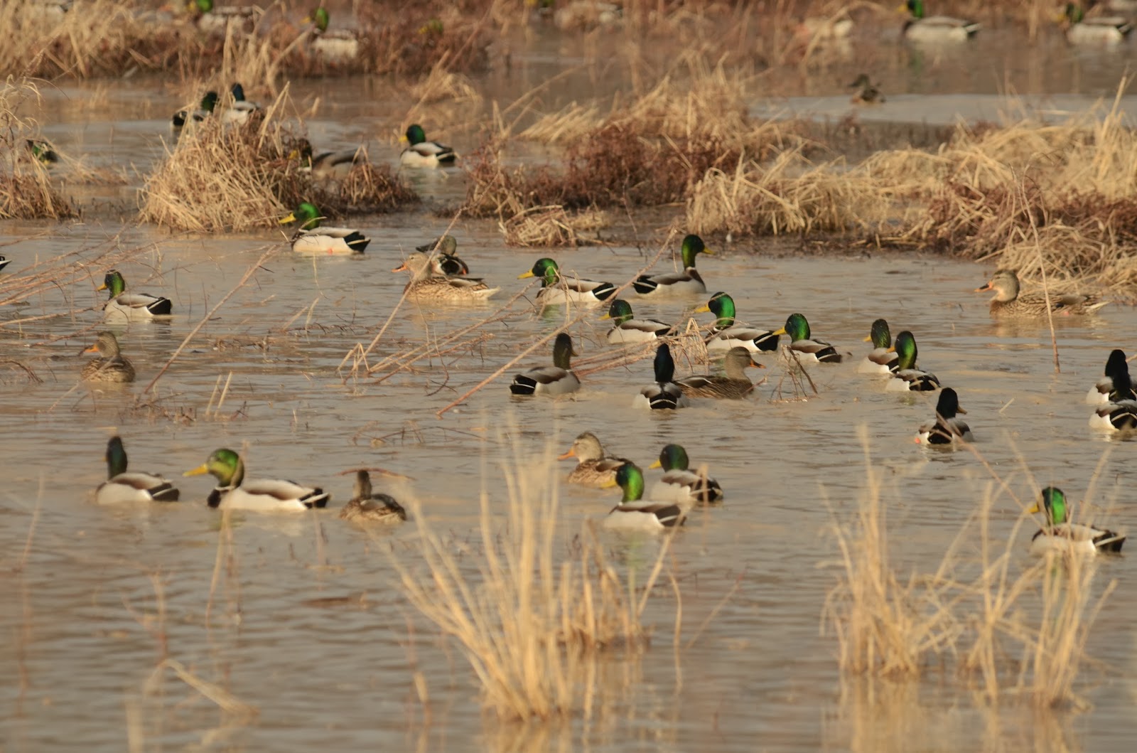 OUTSIDE AGAIN ADVENTURES: Rice Field Ducks