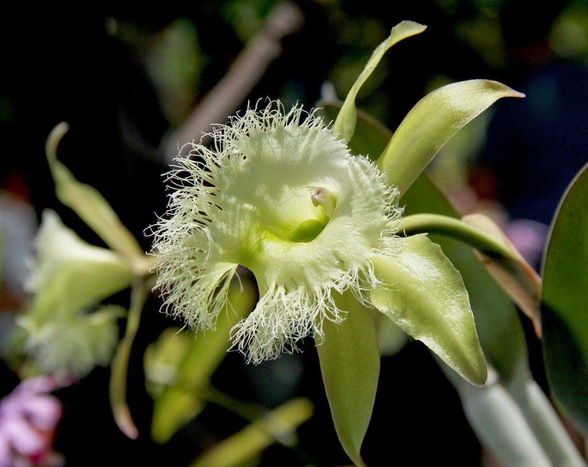 Angraecums...: News and Other Tid Bits