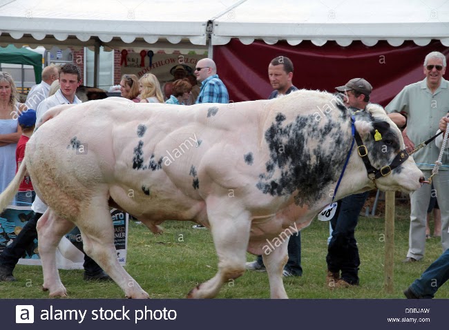 Keunggulan Sapi Jenis Belgian Blue, Mesin Penghasil Daging Yang Efektif ...