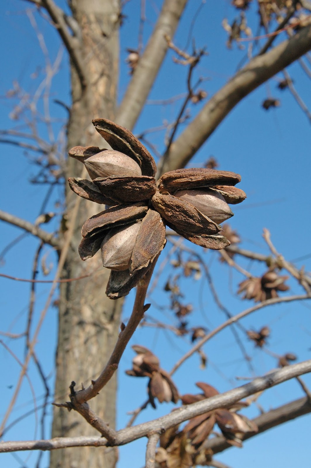 Northern Pecans: Finally, pecan harvest underway