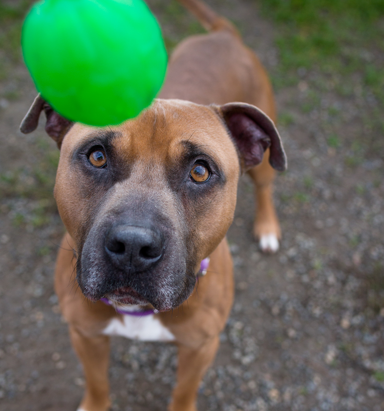 Shelter Dogs of Portland: November 2019