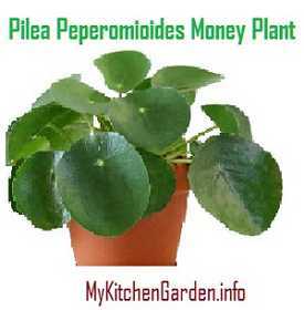Money Plant : How to Grow and Care For Money Plant