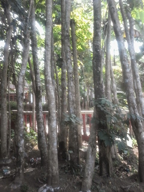 jual pohon sepatu dea untuk taman ~ Arya Flower Landscape