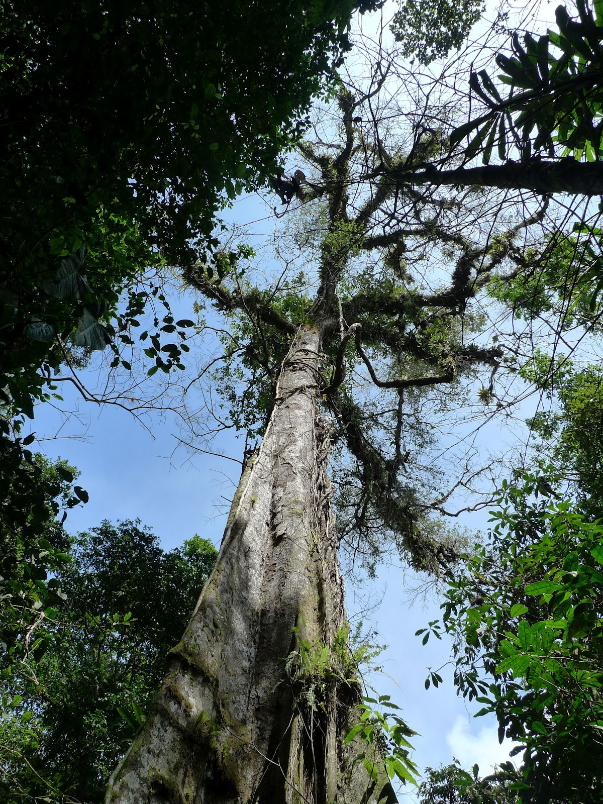 Winter Foliage: Rainforest