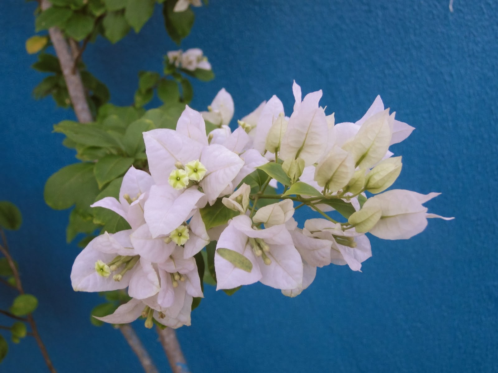 Mania de Verde: Trepadeira primavera