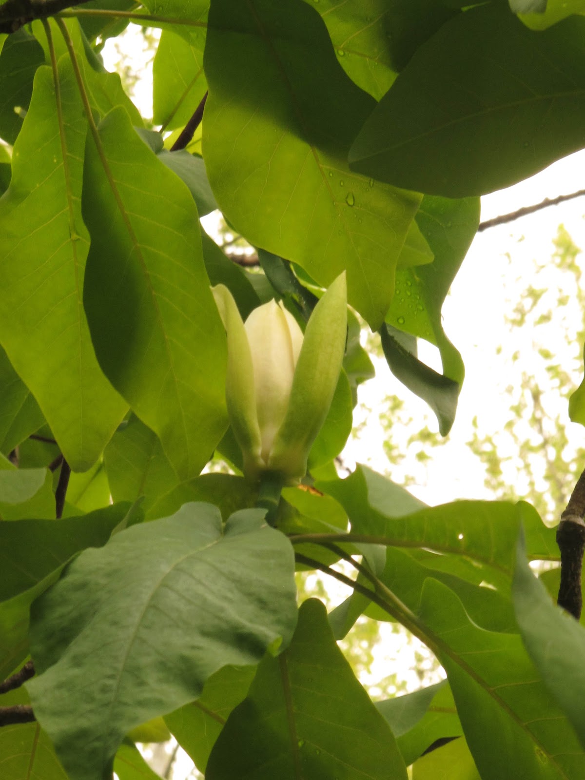 A Year With the Trees: Fraser Magnolia - Magnolia fraseri