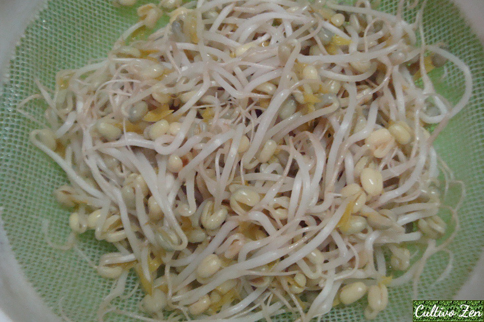 Cultivo Zen: Cultivo do Moyashi – Metodo-II (Growing Moyashi - Method-II)