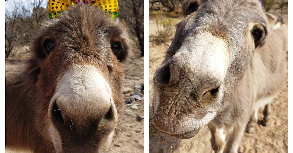 Forever Home Donkey Rescue: WE NEED RAIN, BUT..........ENOUGH IS ENOUGH