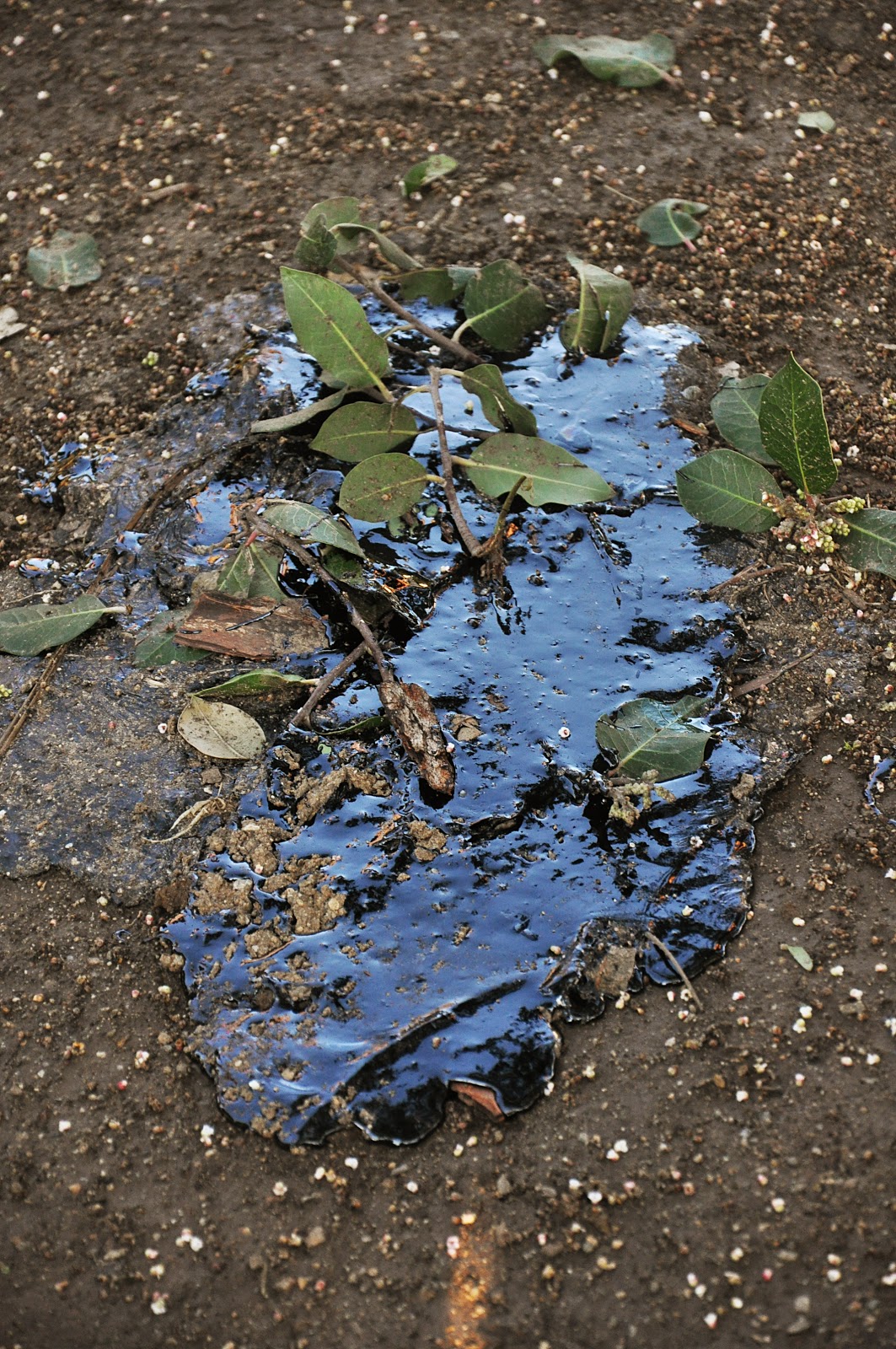 simplify: La Brea Tar Pits