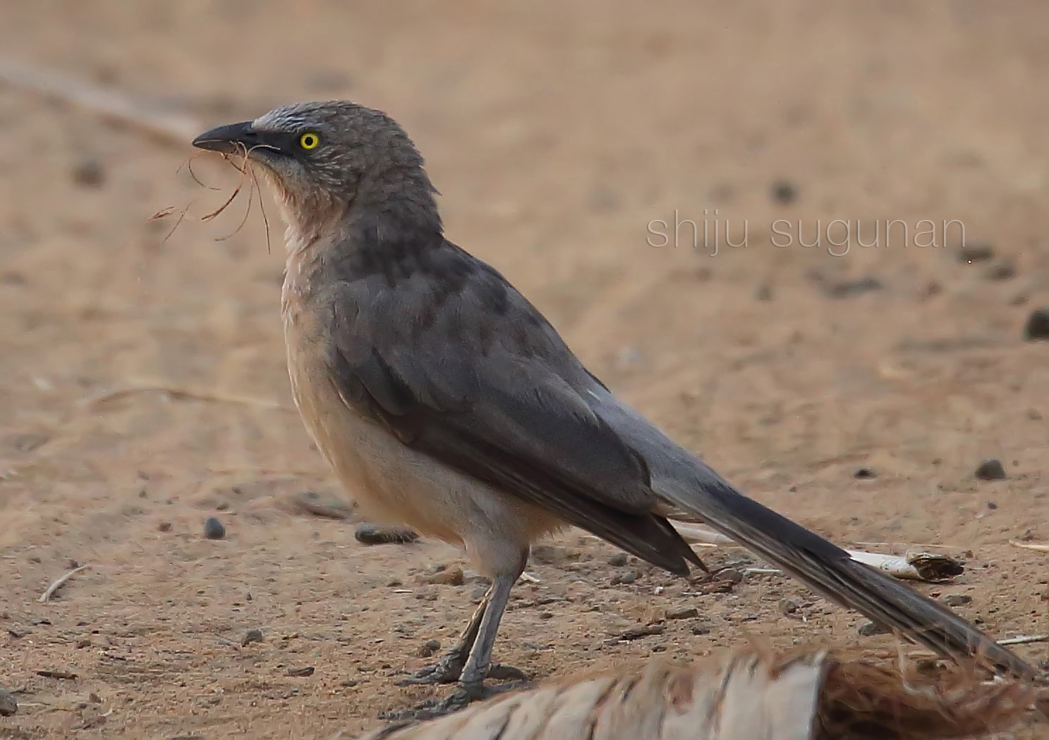 Cranium Bolts: A short weekday birding