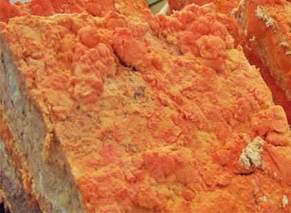 Mengatasi Si Oncom 'Neurospora' | Oemah Jamur