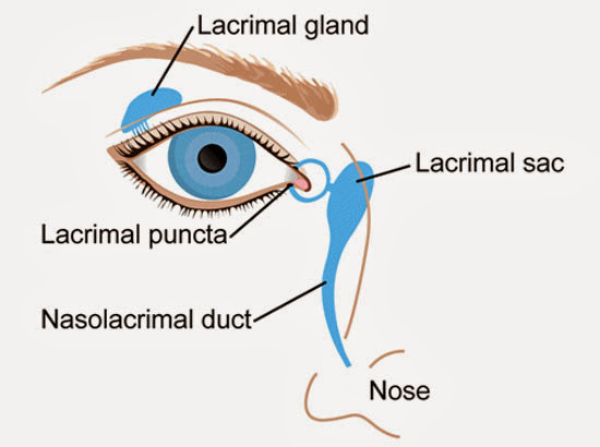 Consultorio médico online: La dacriocistitis
